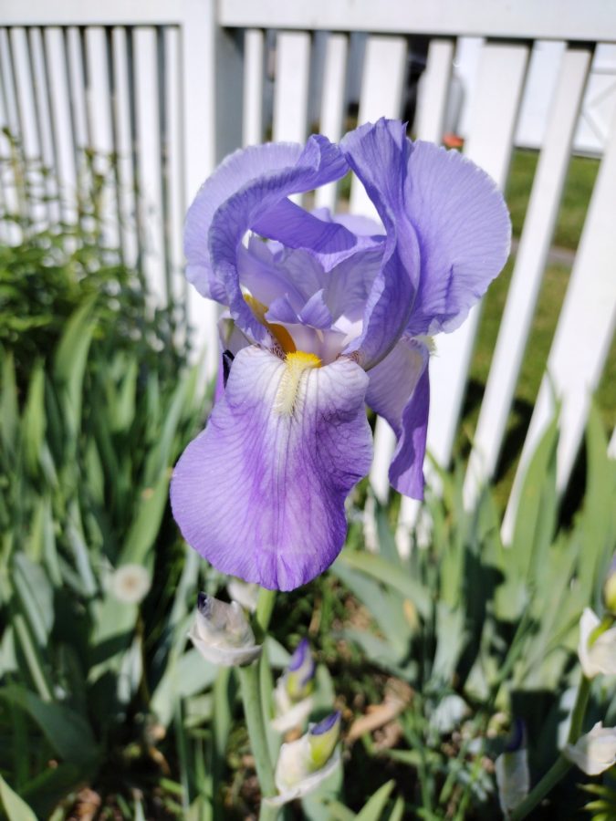 Old Fashioned Periwinkle Iris | Roth & Brader Furniture