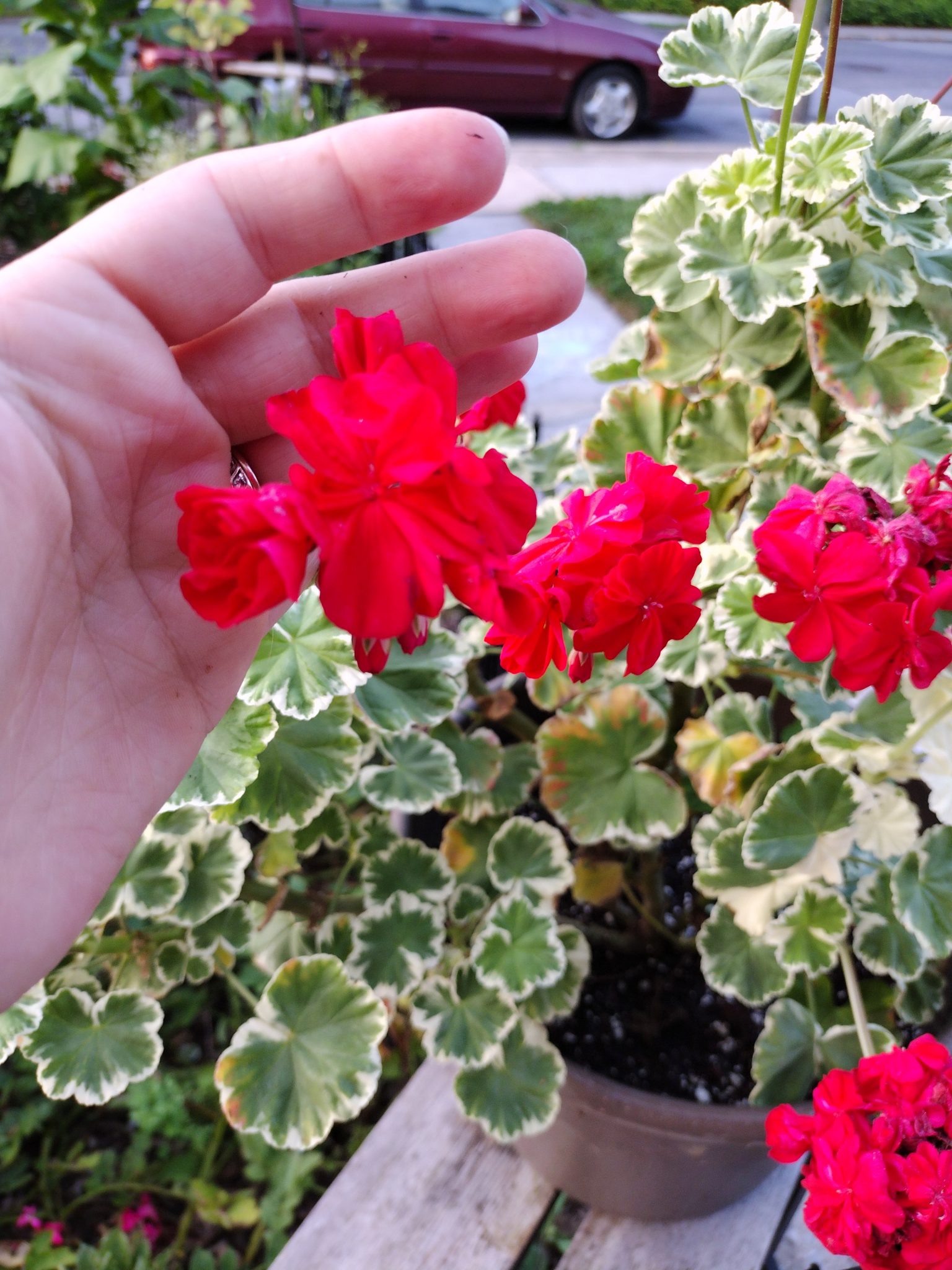 Variegated Geranium Plant - Wilhelm Langguth - FREE SHIPPING | Roth ...