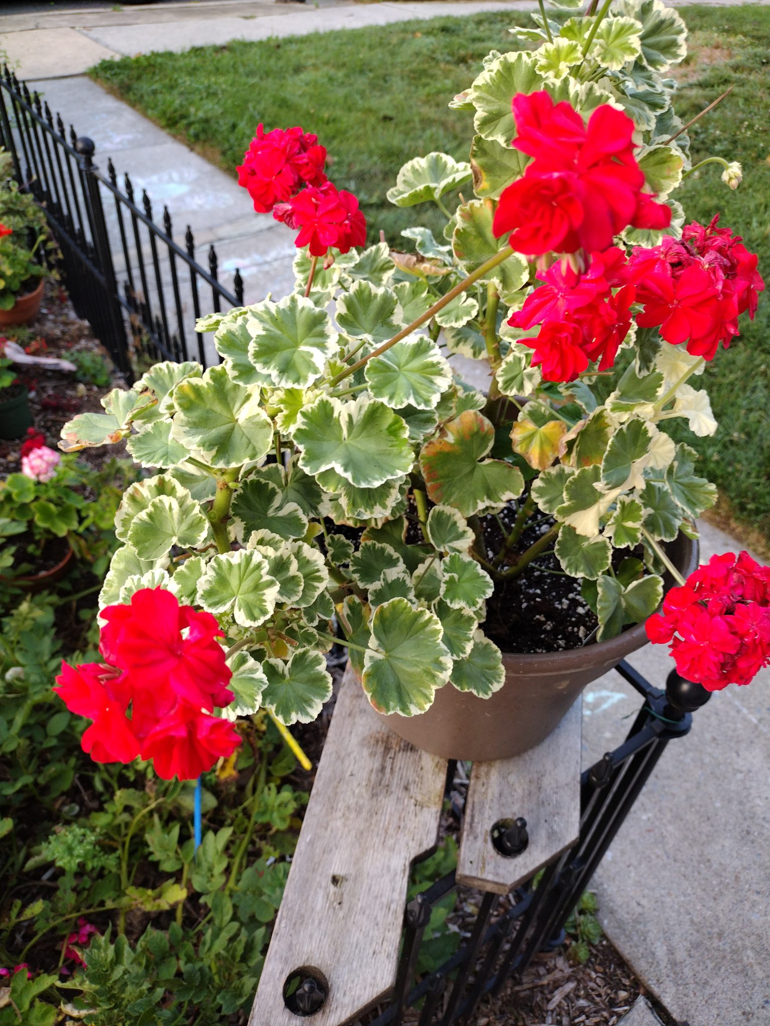 Variegated Geranium Plant - Wilhelm Langguth - FREE SHIPPING | Roth ...